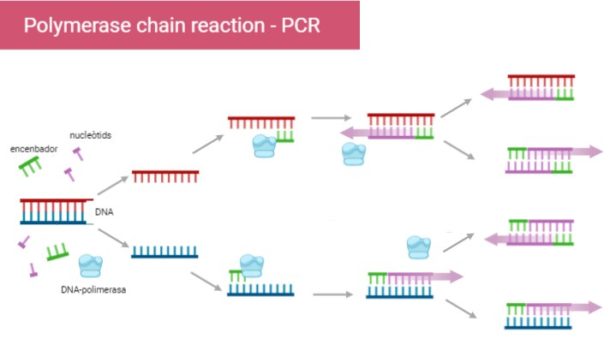 La famosa PCR - Què és i com funciona? - Ciència Oberta